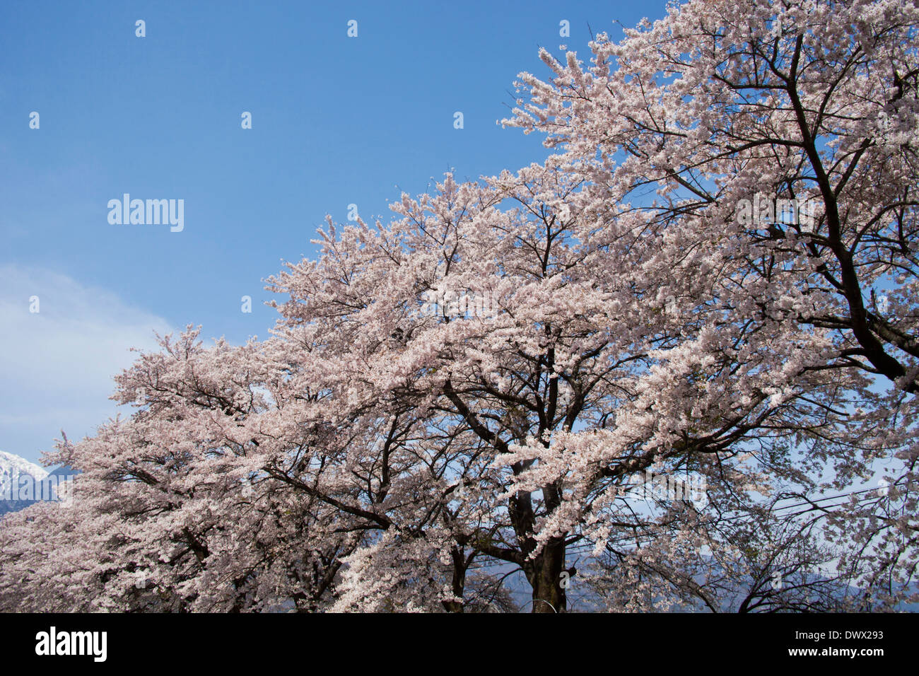 Hokuto tree hi-res stock photography and images - Alamy