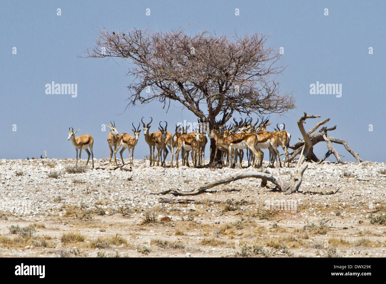 A group of Springbok cluster together in the shade to escape the heat ...