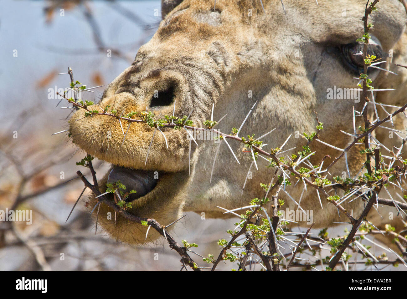 A giraffe negotiates the thorns to eat the tender new shoots Stock ...
