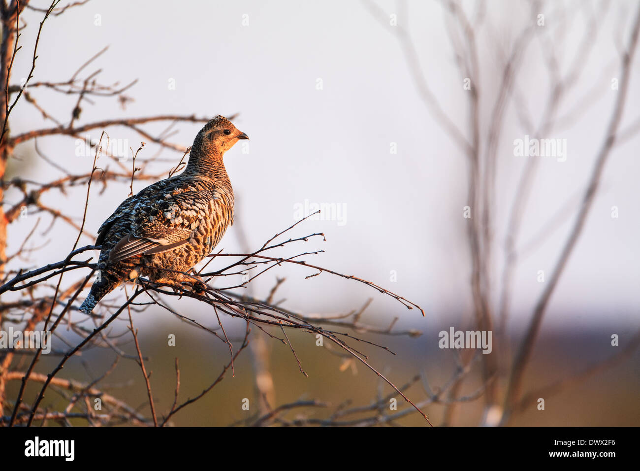 Black Grouse (Tetrao tetrix) female Stock Photo - Alamy