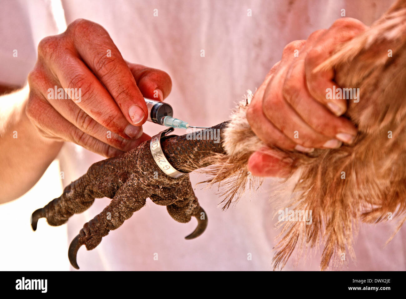 Taking a blood sample at Vulture Capture and Release Stock Photo - Alamy
