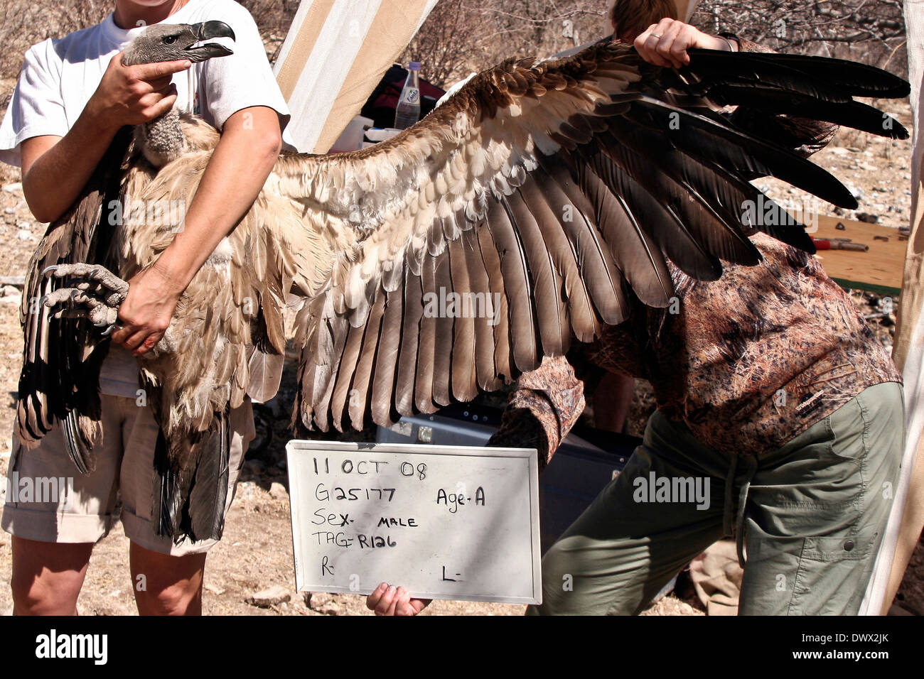 Africa photo id hi-res stock photography and images - Alamy