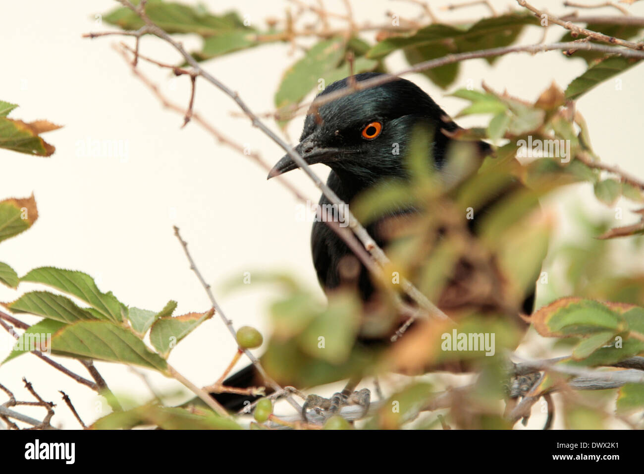 Cape amber hi-res stock photography and images - Alamy