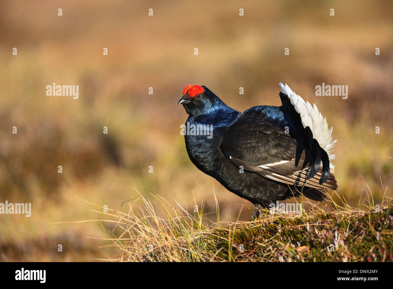 Black Grouse (Tetrao tetrix Stock Photo - Alamy