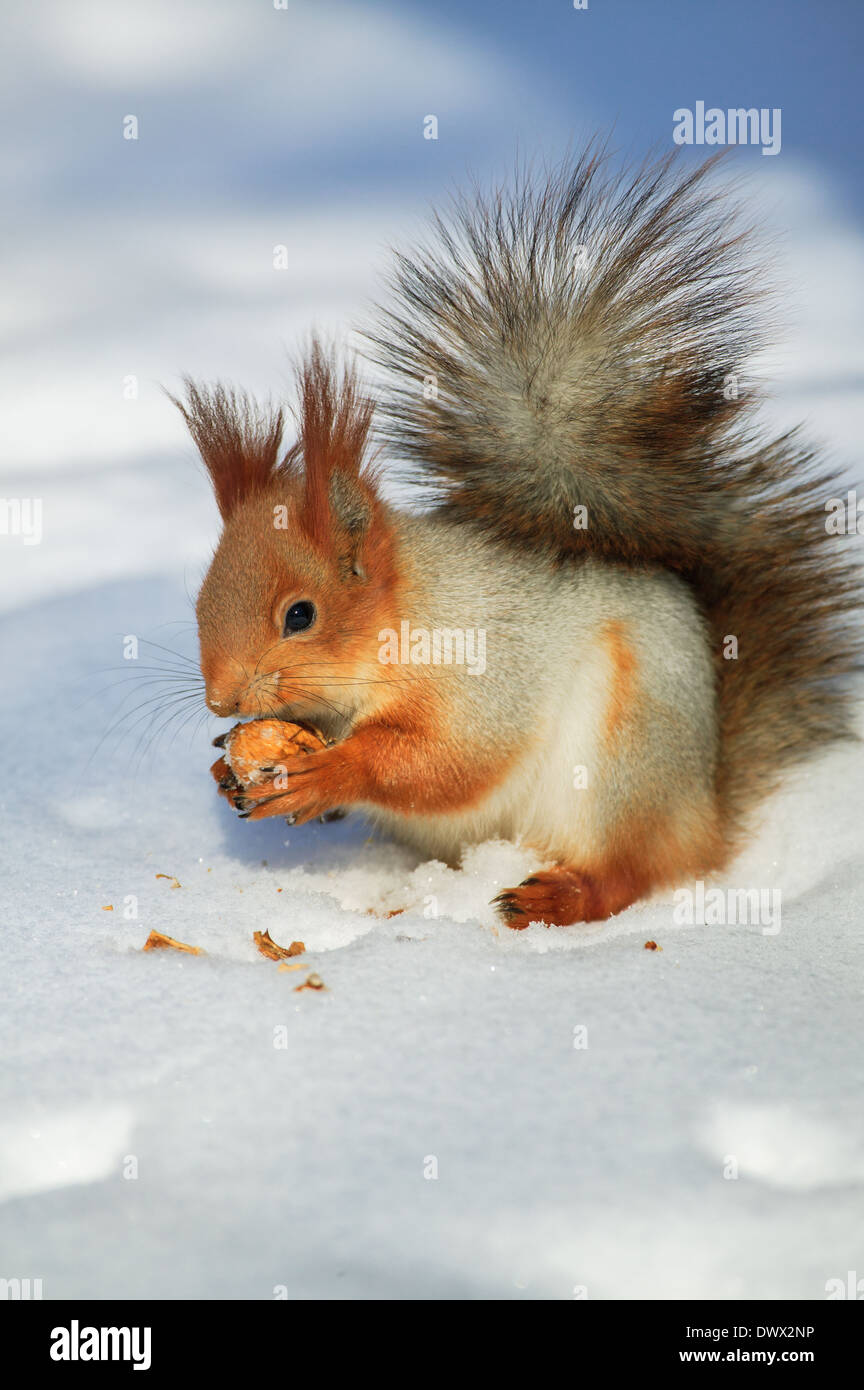Eurasian red squirrel (Sciurus vulgaris) in snow Stock Photo - Alamy