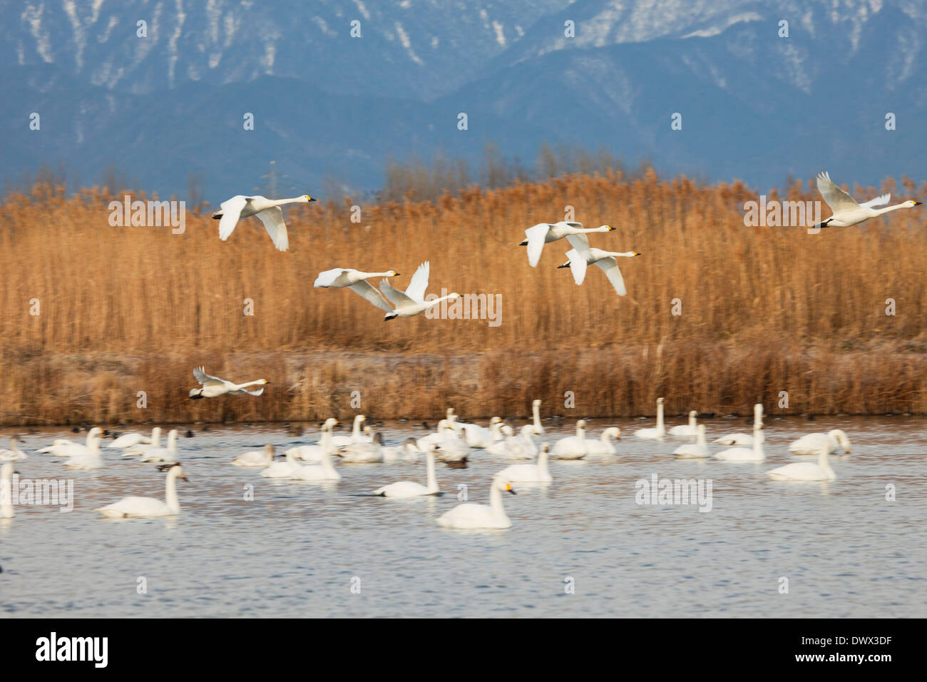 Flock of Swans in Azumano, Nagano, Japan Stock Photo - Alamy