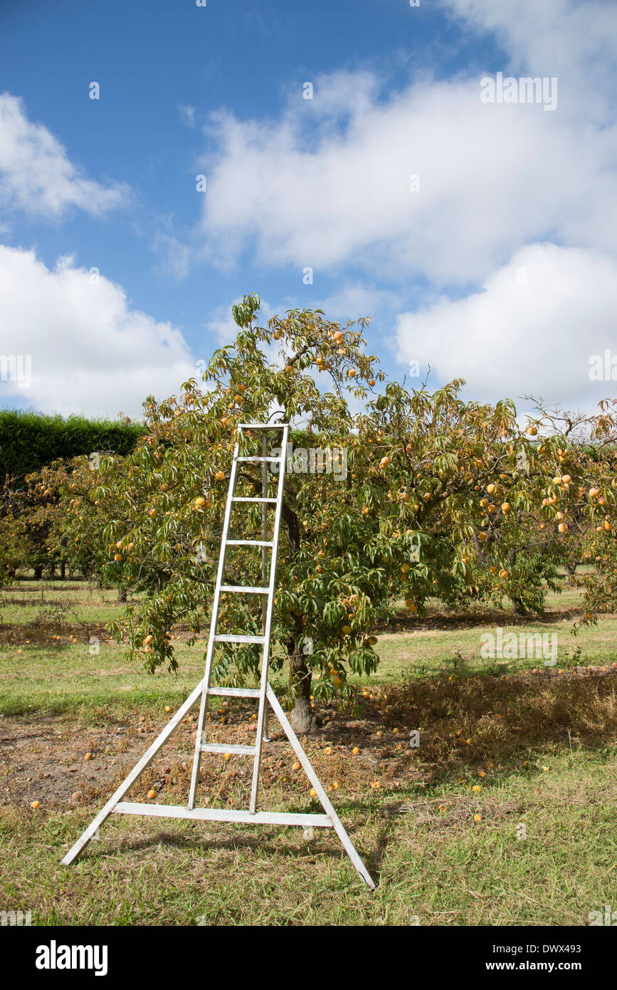 Peach trees laden with fruit and a metal picking ladder. North Island ...