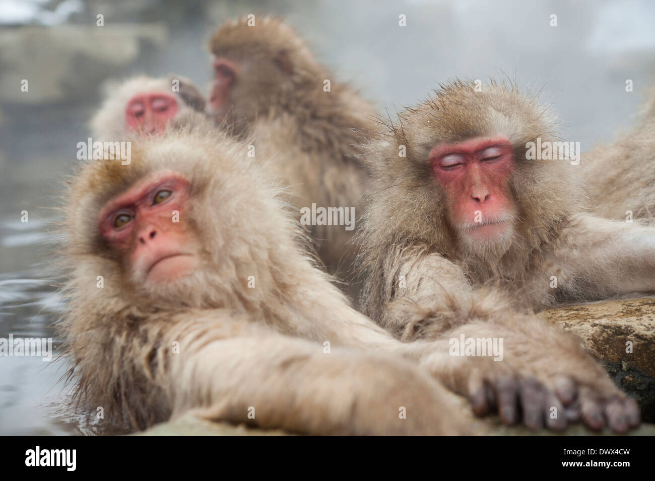 Hot spring nagano prefecture hi-res stock photography and images - Alamy