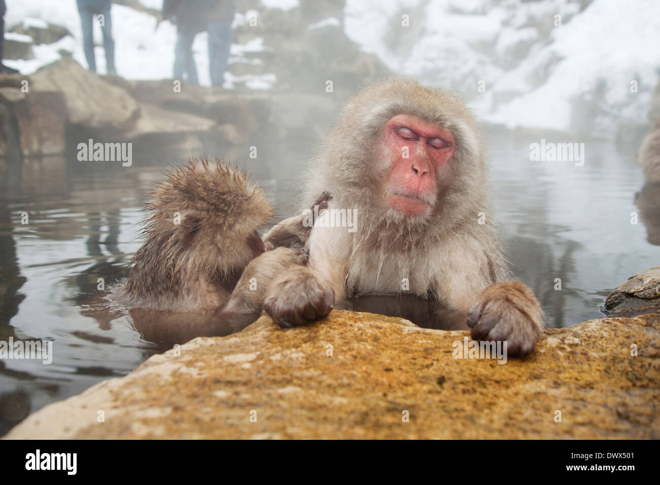 Japanese macaques in hot spring, Nagano, Japan Stock Photo - Alamy
