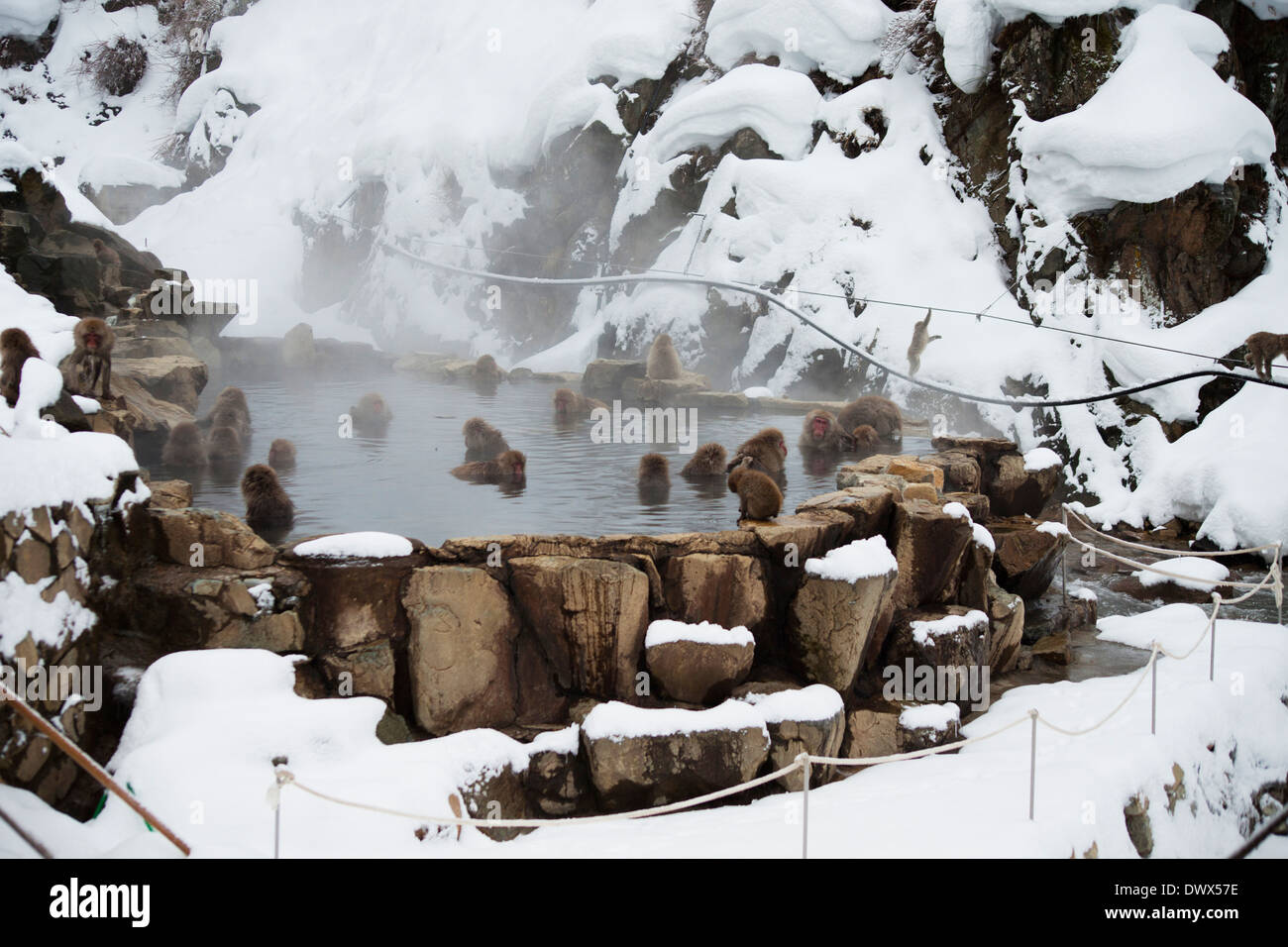 Japanese macaques in hot spring, Nagano, Japan Stock Photo - Alamy