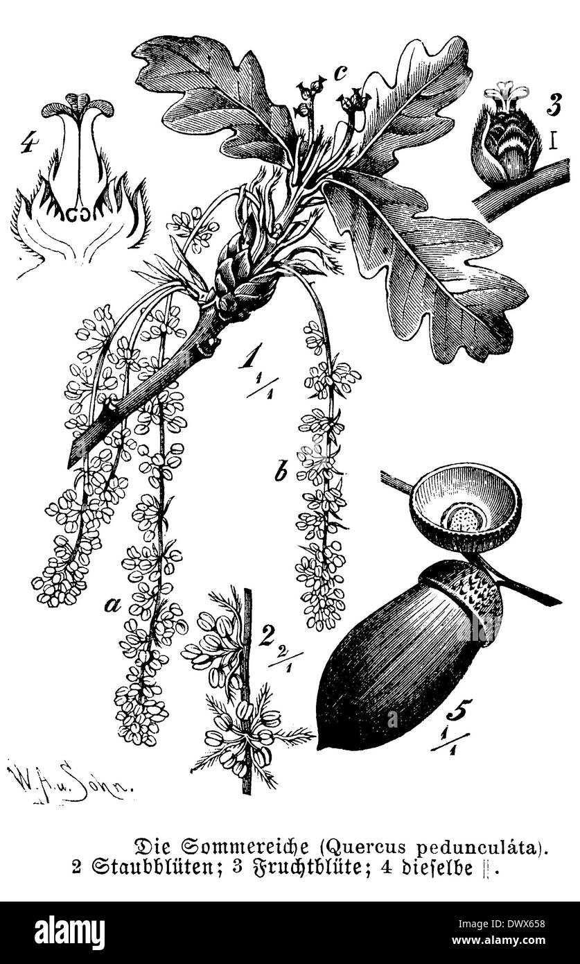 Drawing old oak tree Cut Out Stock Images & Pictures - Alamy