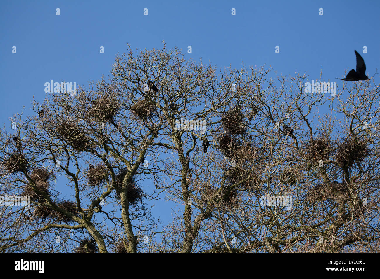 Rook in rookery hi-res stock photography and images - Alamy
