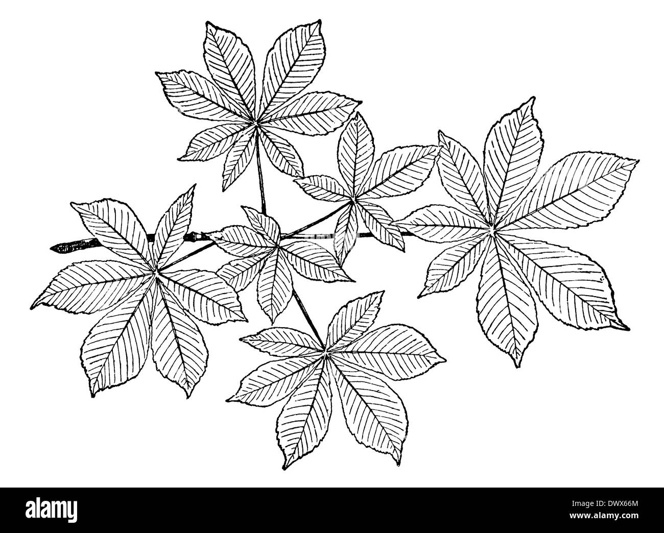 Chestnut plants Black and White Stock Photos & Images - Alamy