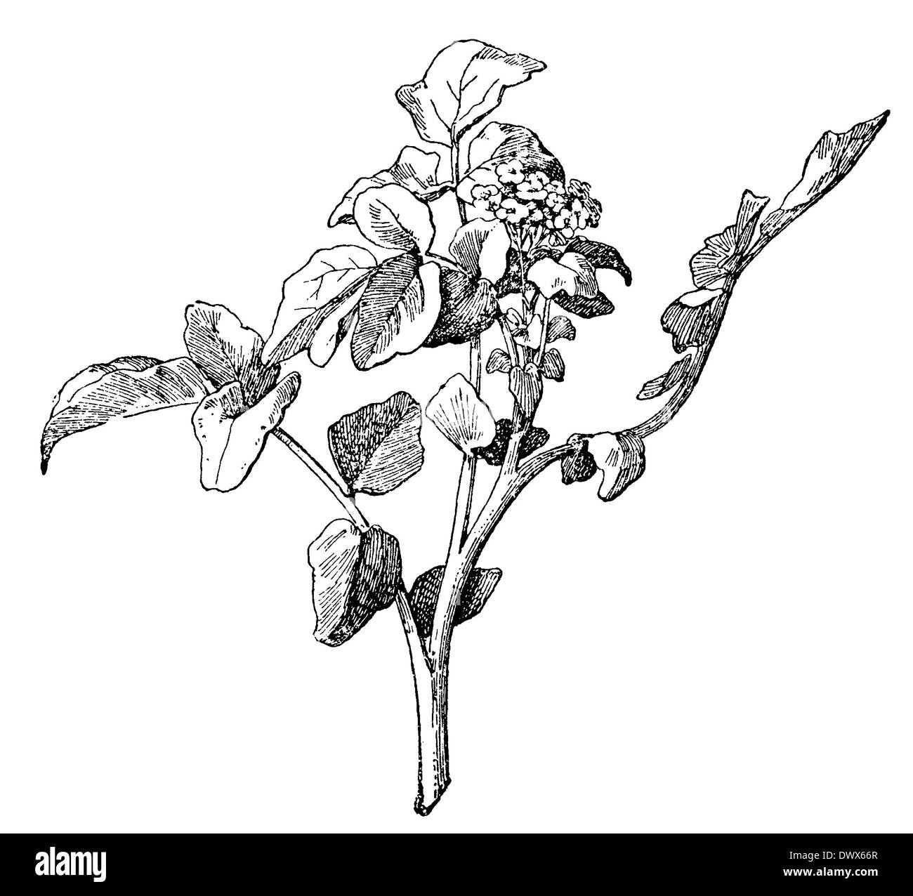 Drawing of watercress hi-res stock photography and images - Alamy