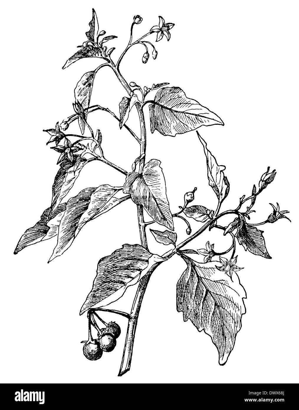 Solanaceae nightshade family Black and White Stock Photos & Images - Alamy