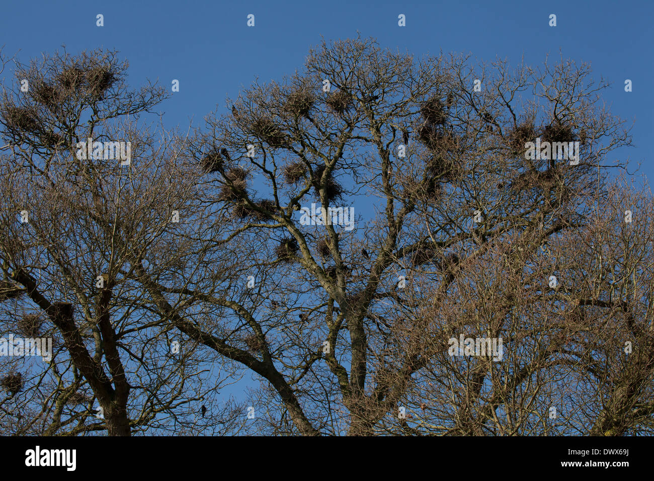 Rooks nesting in rookery against blue sky Stock Photo - Alamy