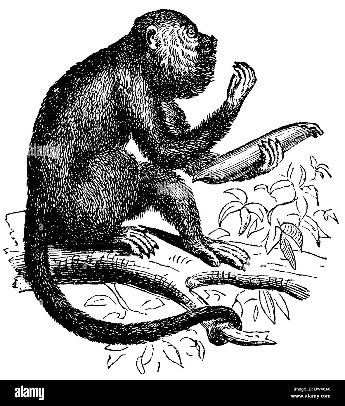 Black and white howler hi-res stock photography and images - Alamy