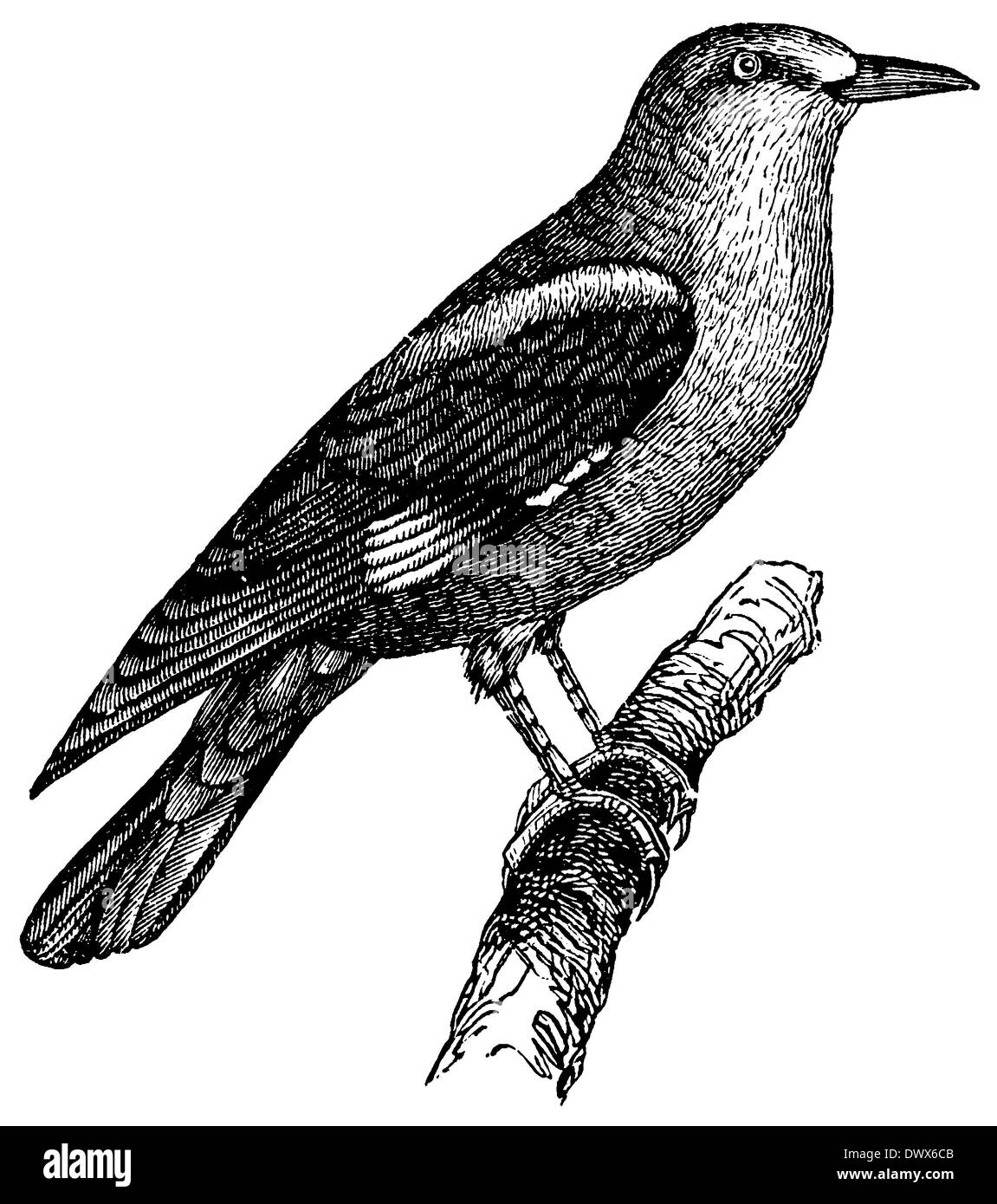 Oriole bird Black and White Stock Photos & Images - Alamy