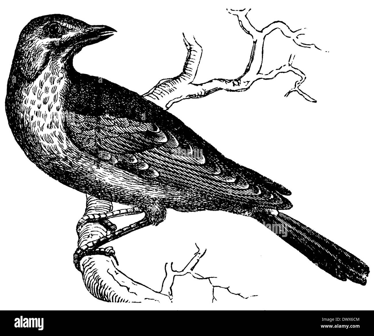 Fieldfare Black and White Stock Photos & Images - Alamy