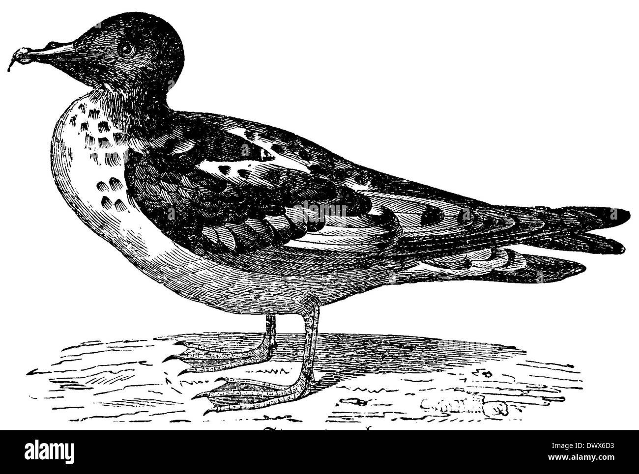 Petrel drawing hi-res stock photography and images - Alamy