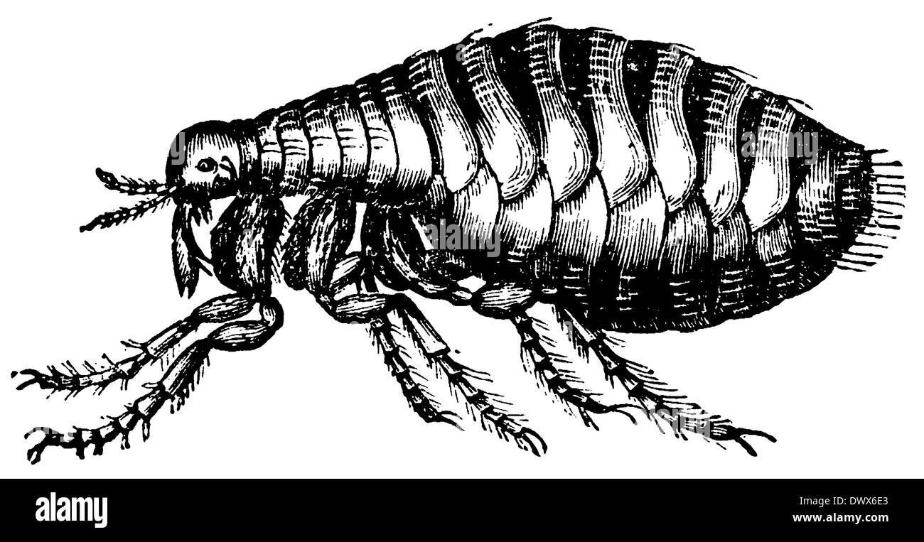 Flea illustration Cut Out Stock Images & Pictures - Alamy