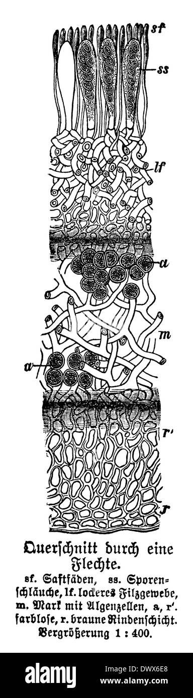 Lichen: cross section Stock Photo - Alamy