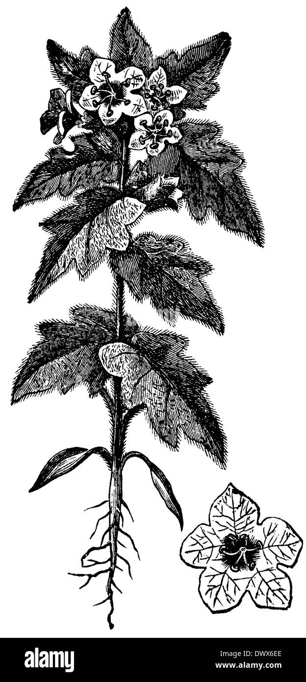 Henbane hi-res stock photography and images - Alamy