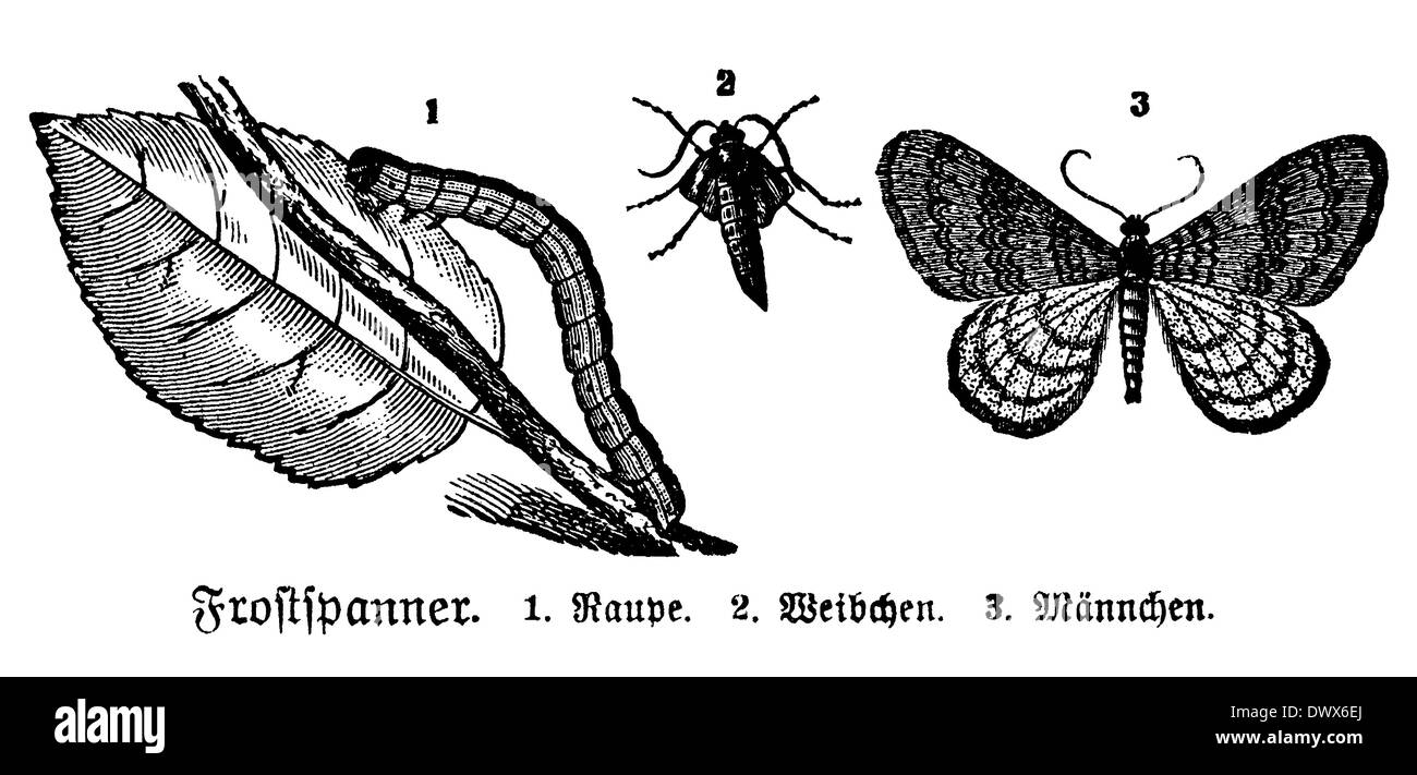 Moth drawing Cut Out Stock Images & Pictures - Alamy