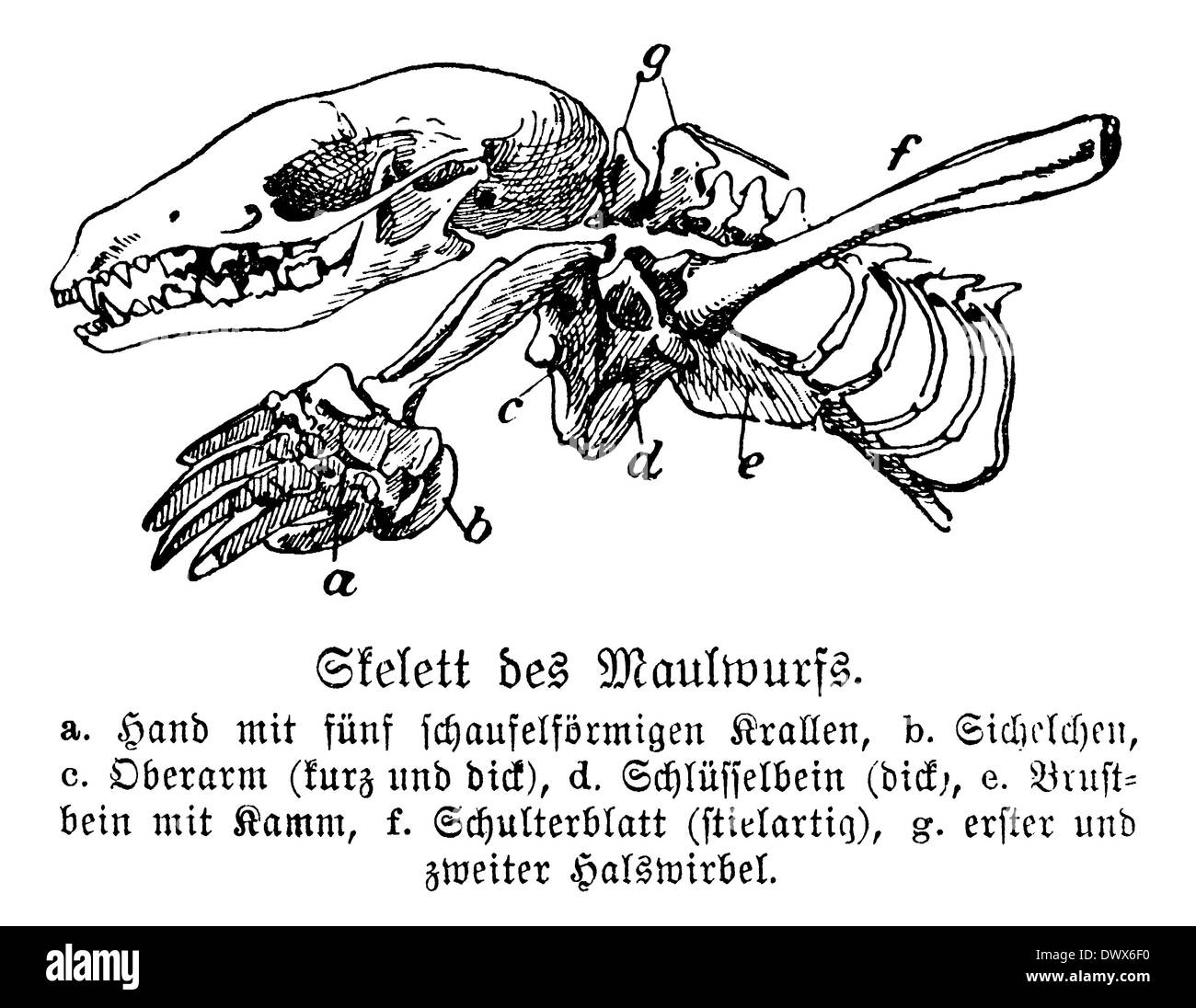 Animal skeleton engraving hi-res stock photography and images - Alamy