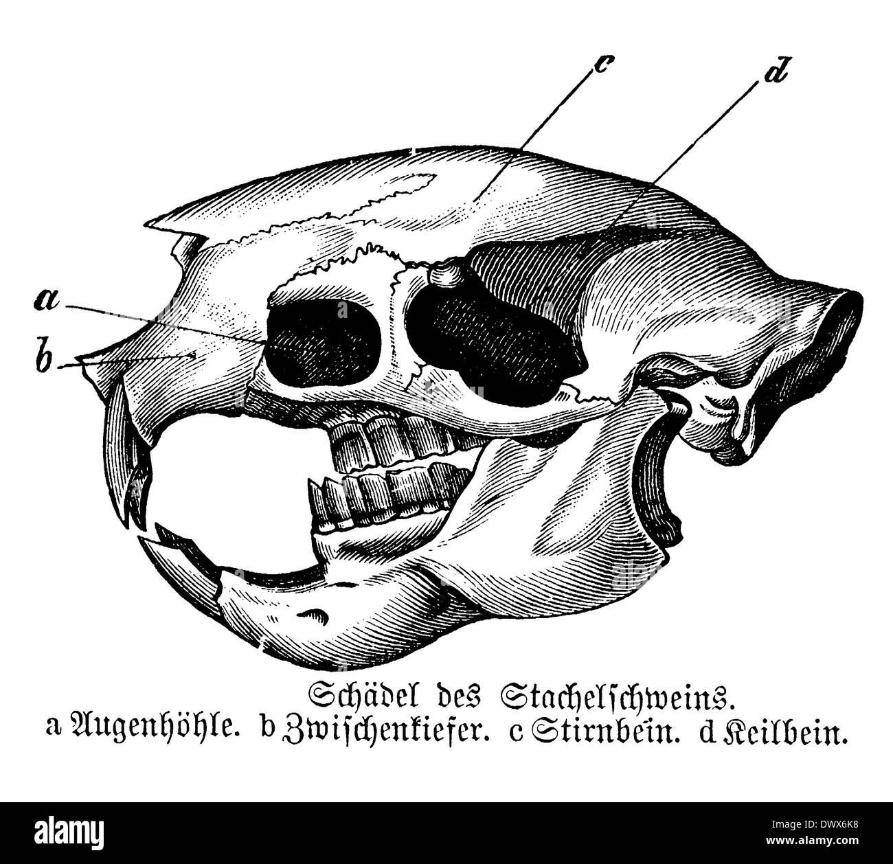 Porcupine skull Black and White Stock Photos & Images - Alamy