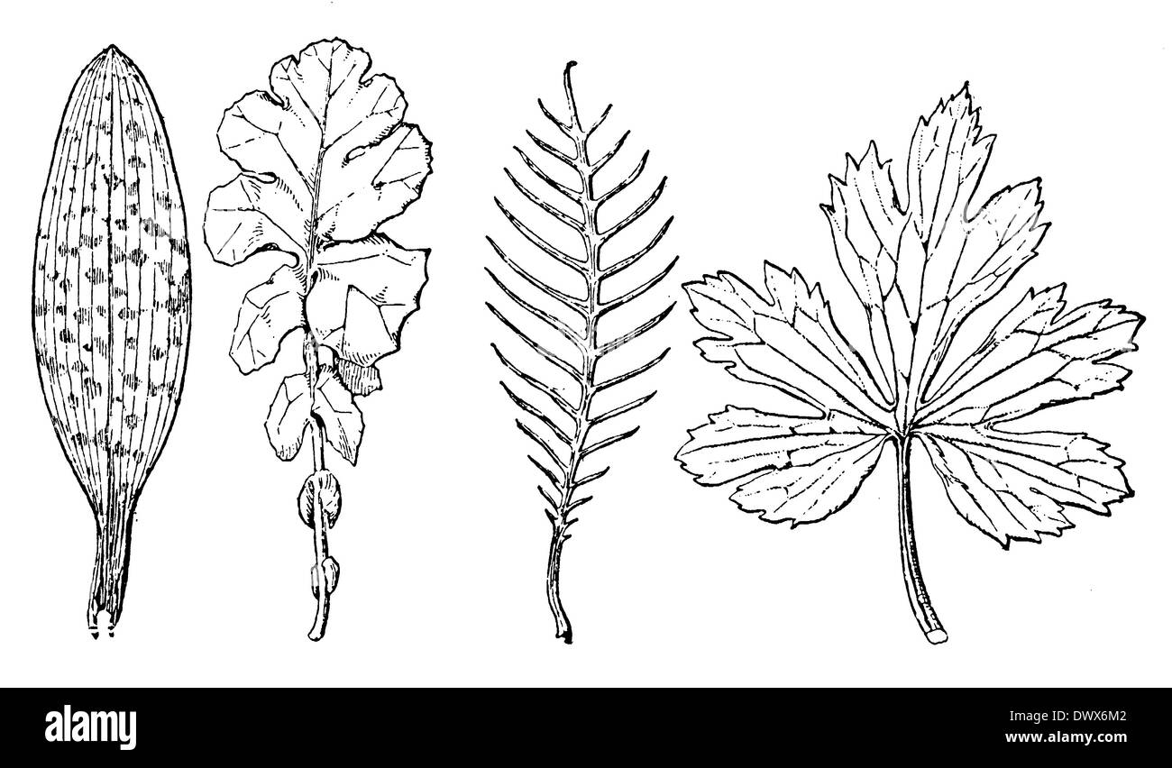 Leaf with shapes hi-res stock photography and images - Alamy