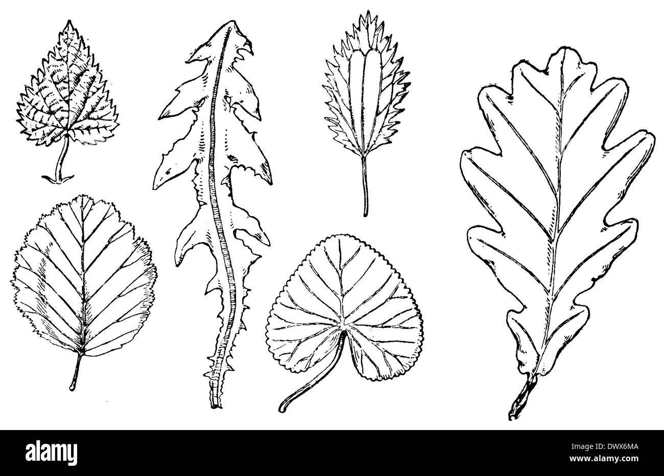 Leaf with shapes hi-res stock photography and images - Alamy