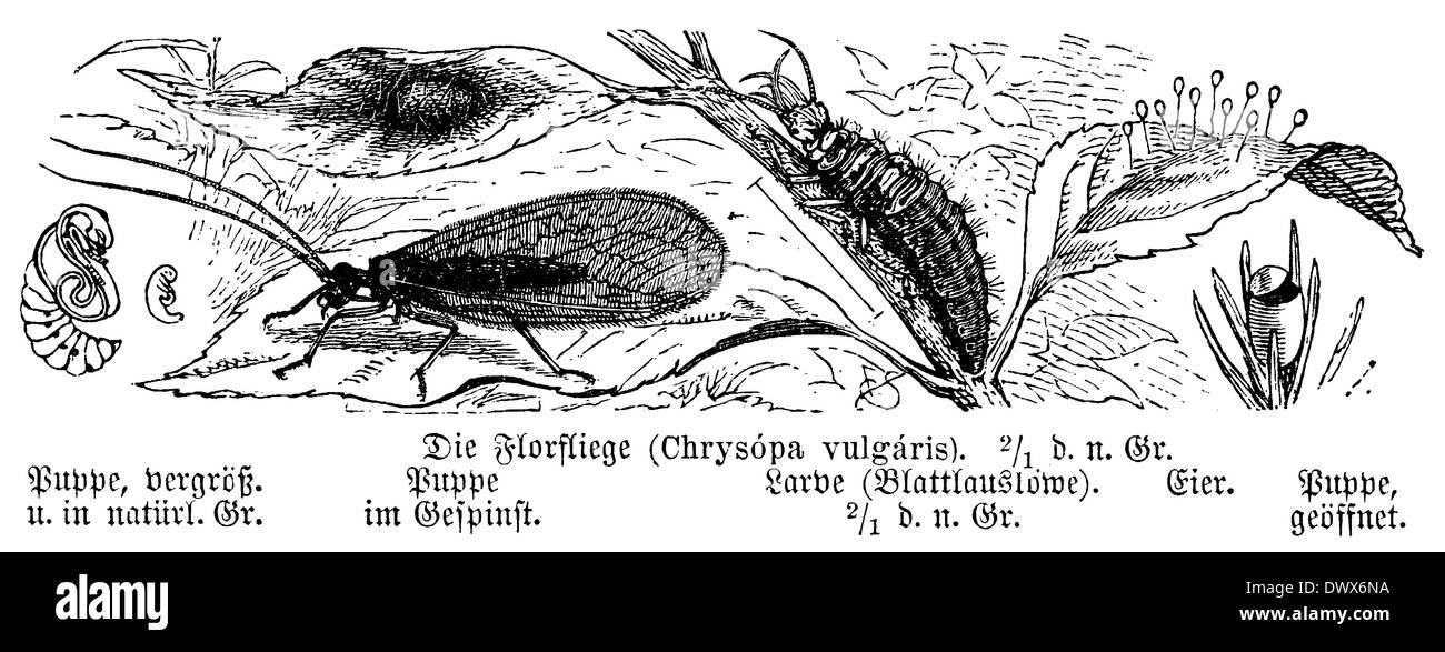 Lacewing Black and White Stock Photos & Images - Alamy