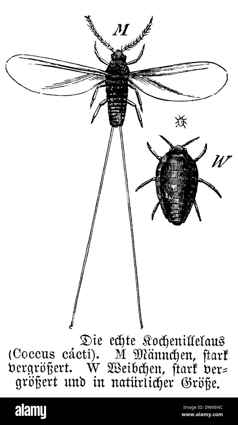 Cochineal insect Cut Out Stock Images & Pictures - Alamy