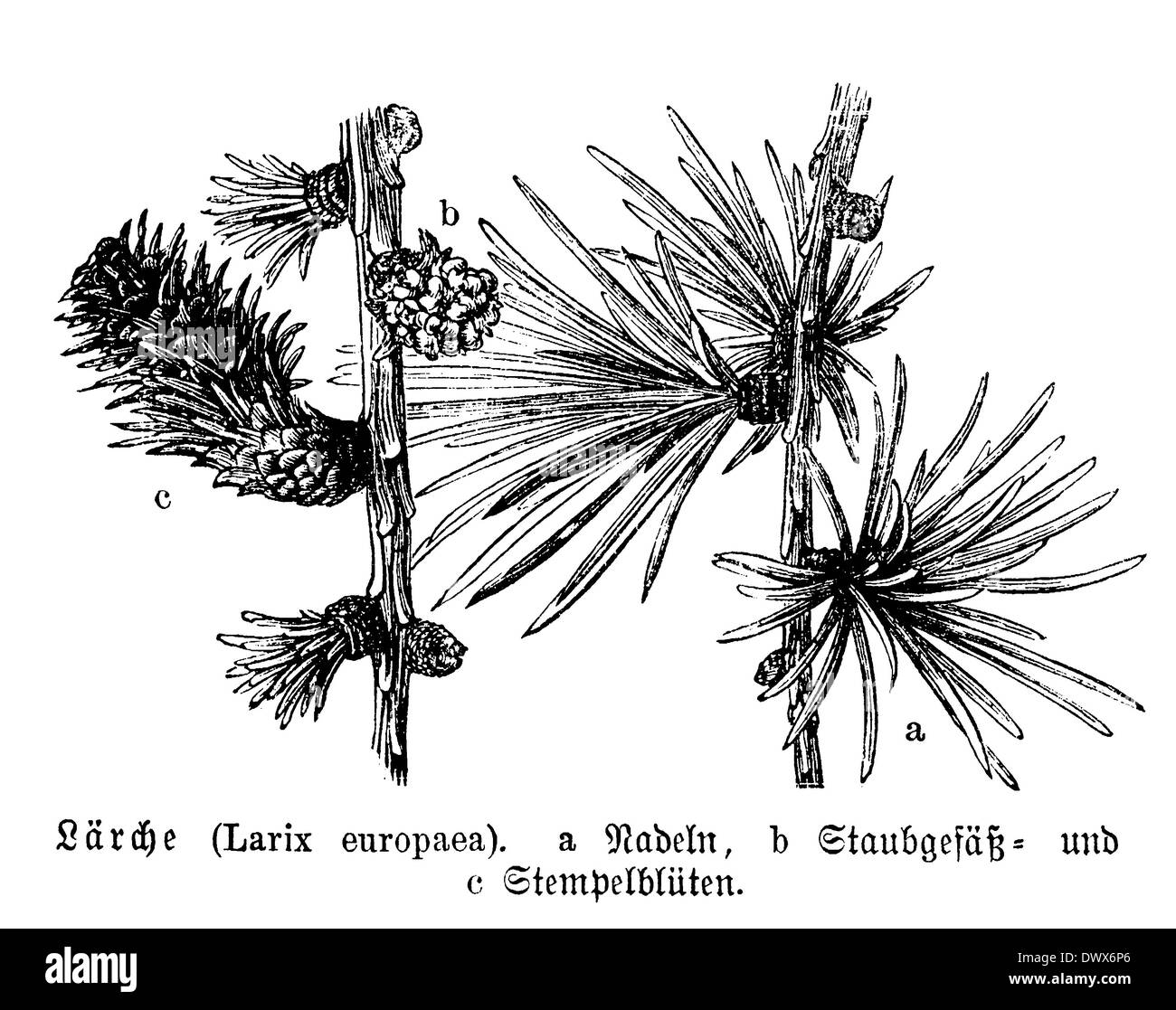 Pest of or larch Black and White Stock Photos & Images - Alamy
