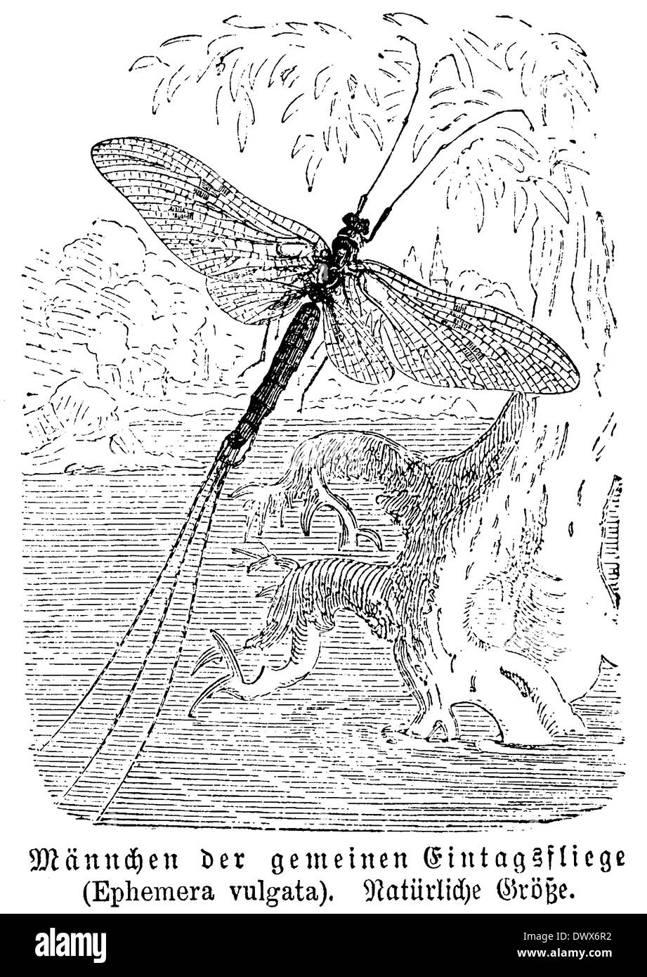 Mayfly ephemera insects hi-res stock photography and images - Alamy