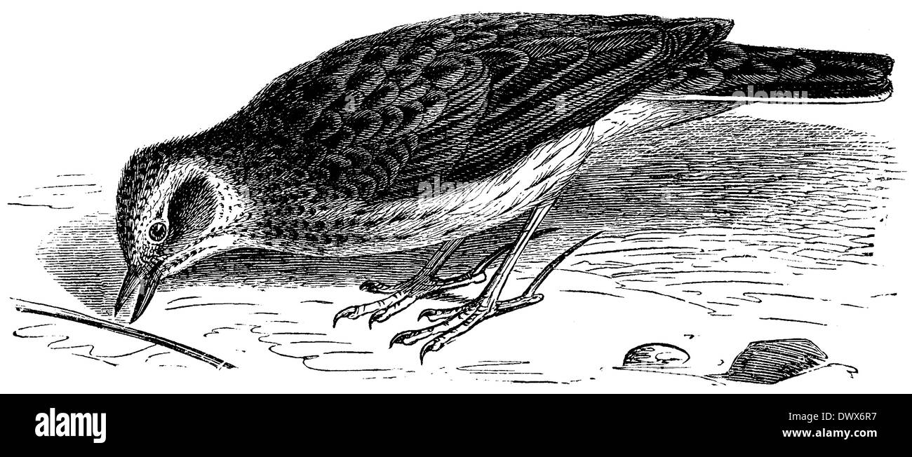 Skylark bird drawing hi-res stock photography and images - Alamy