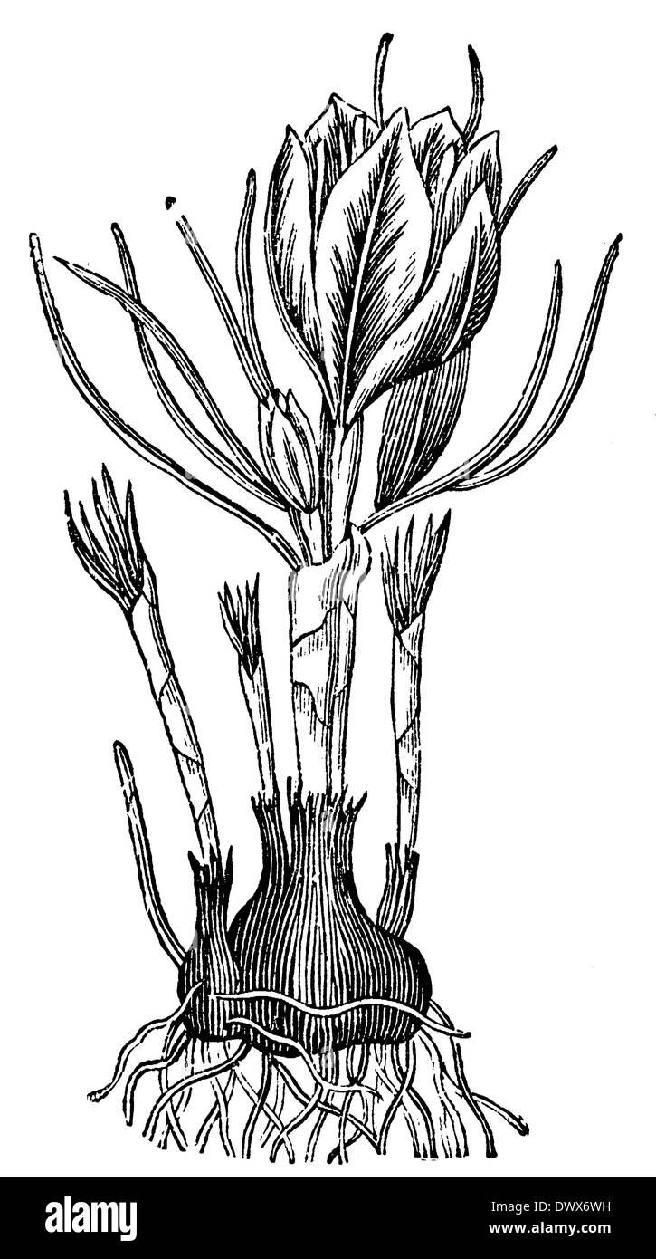 Saffron crocus plant drawing hi-res stock photography and images - Alamy