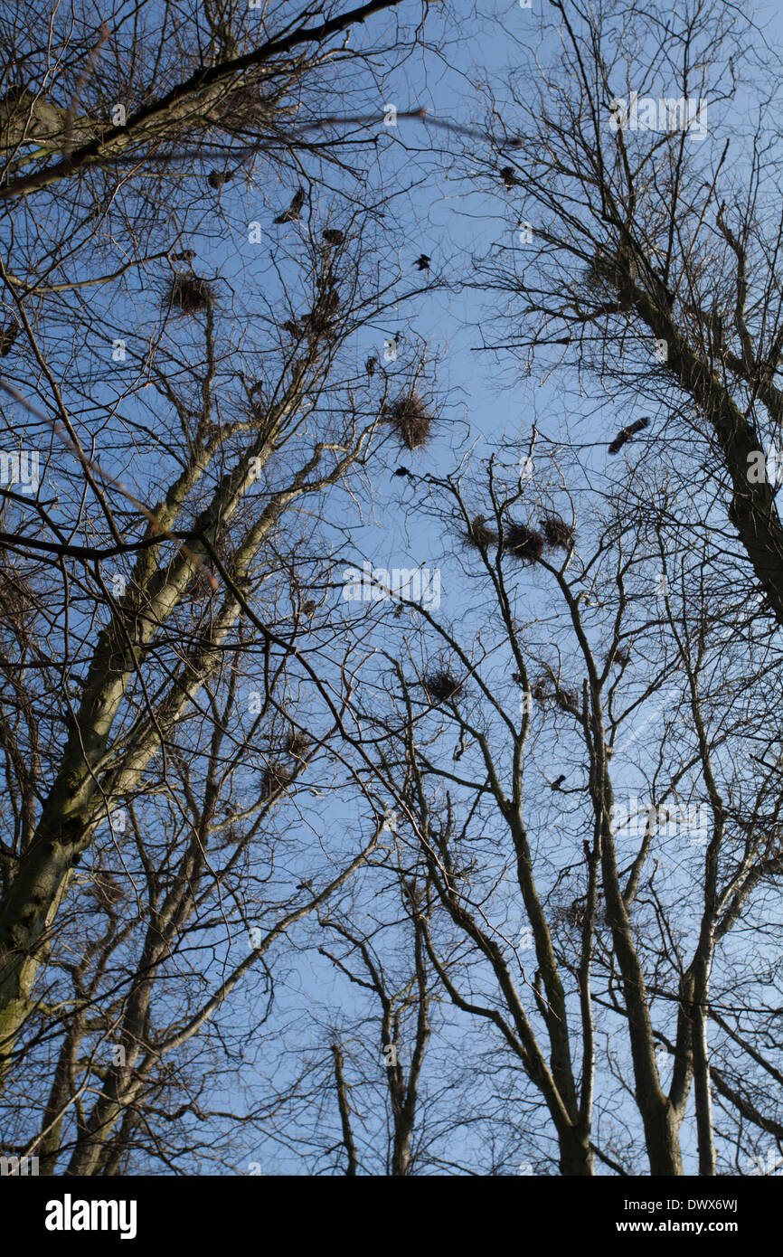 Rook in rookery hi-res stock photography and images - Alamy