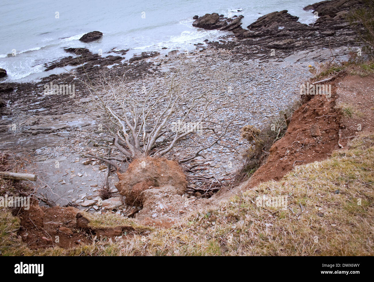 Fallen tree on beach and resulting gap in coast path near Helford ...