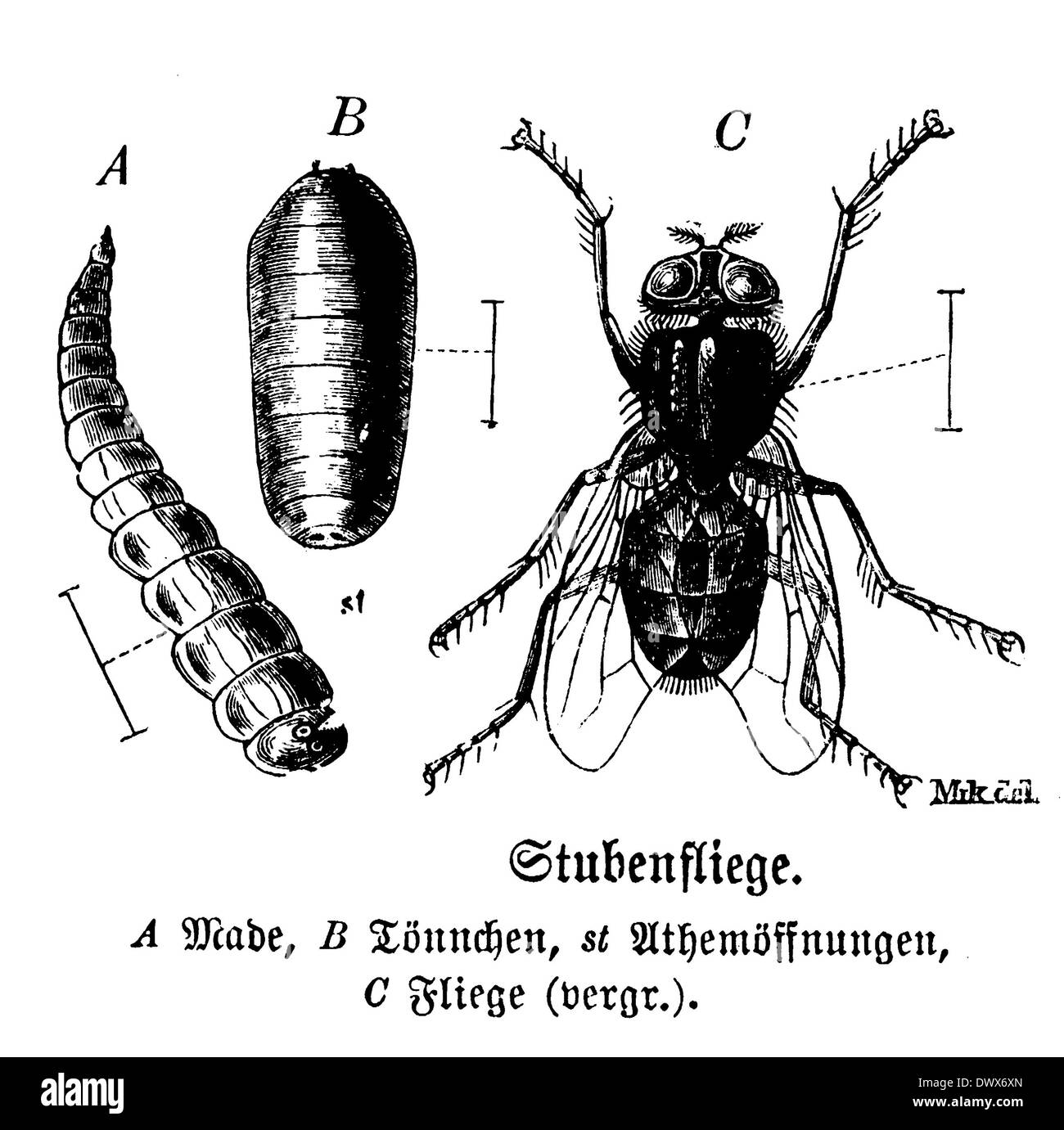 Anatomy Of Housefly Housefly Black And White Stock Photos & Images
