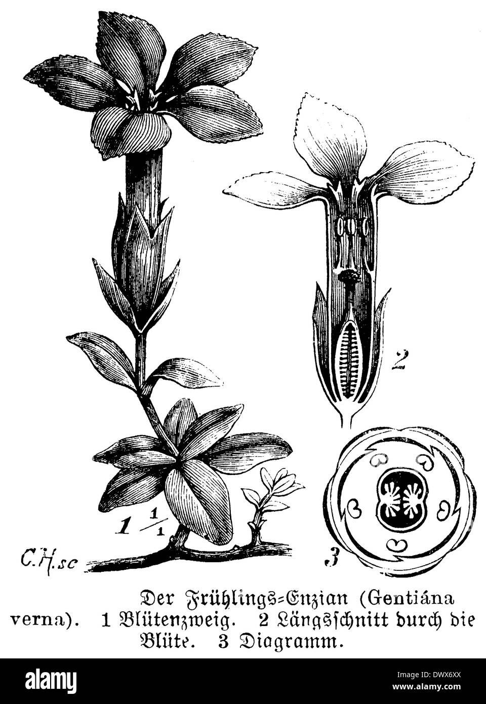 Spring gentian illustration Black and White Stock Photos & Images - Alamy