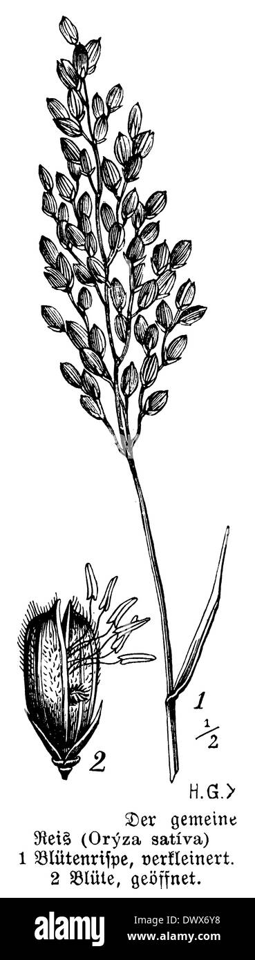 Rice plant Black and White Stock Photos & Images - Alamy