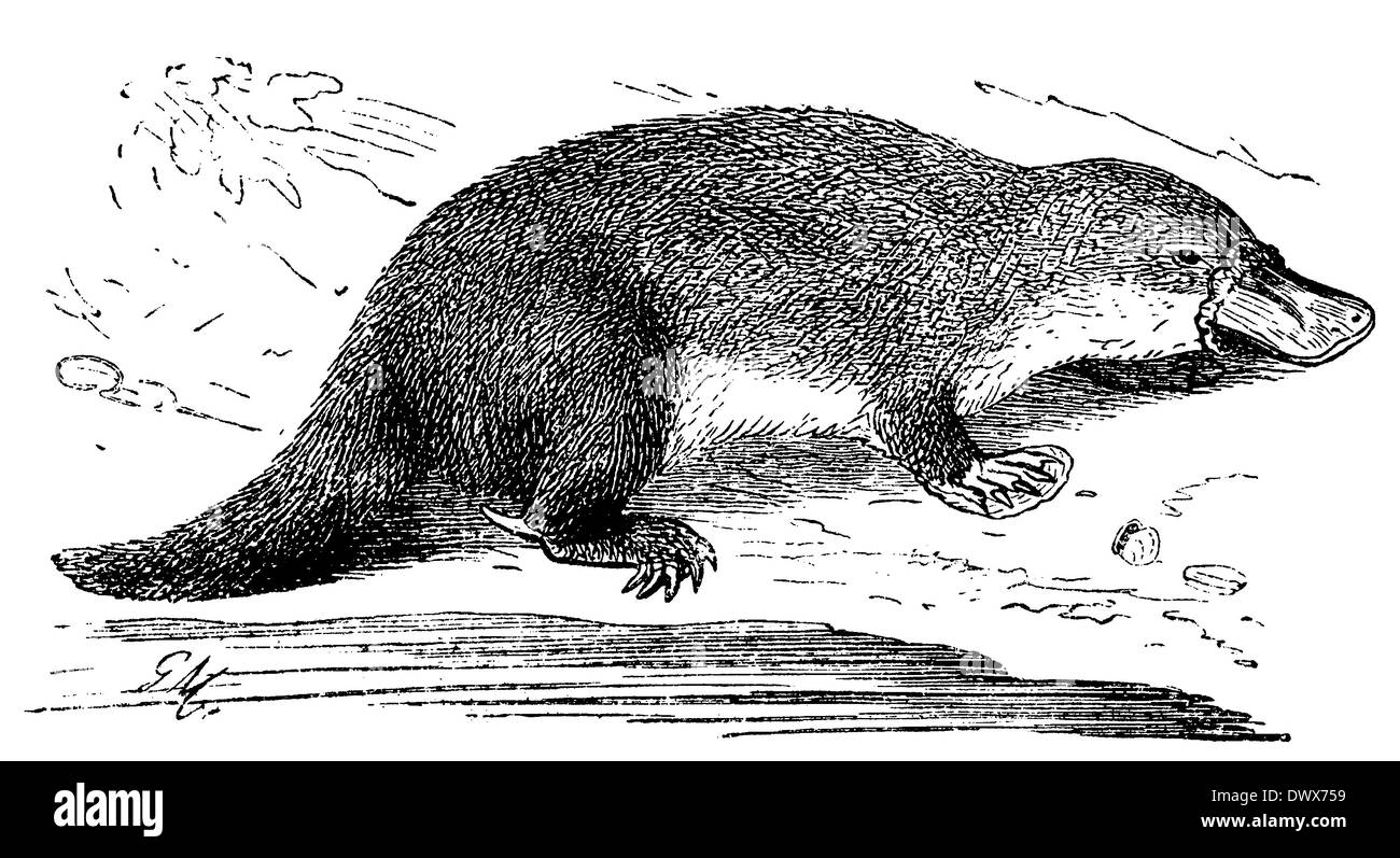 Duckbill platypus Black and White Stock Photos & Images - Alamy