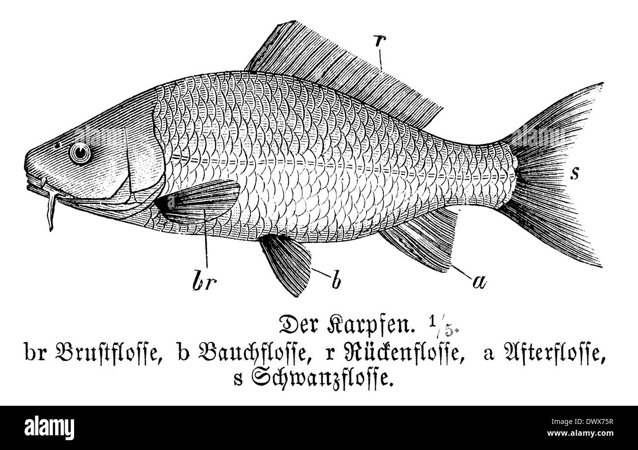 Black and white illustration carp Cut Out Stock Images & Pictures - Alamy