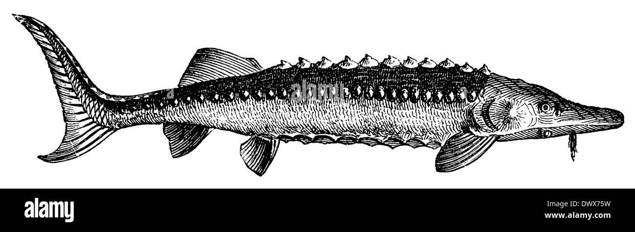 Sturgeon drawing hi-res stock photography and images - Alamy