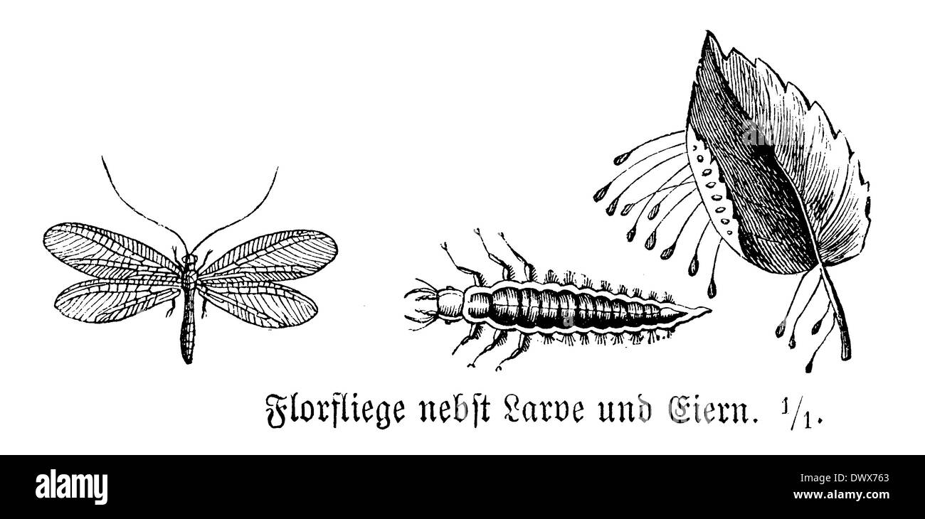 Lacewing Black and White Stock Photos & Images - Alamy