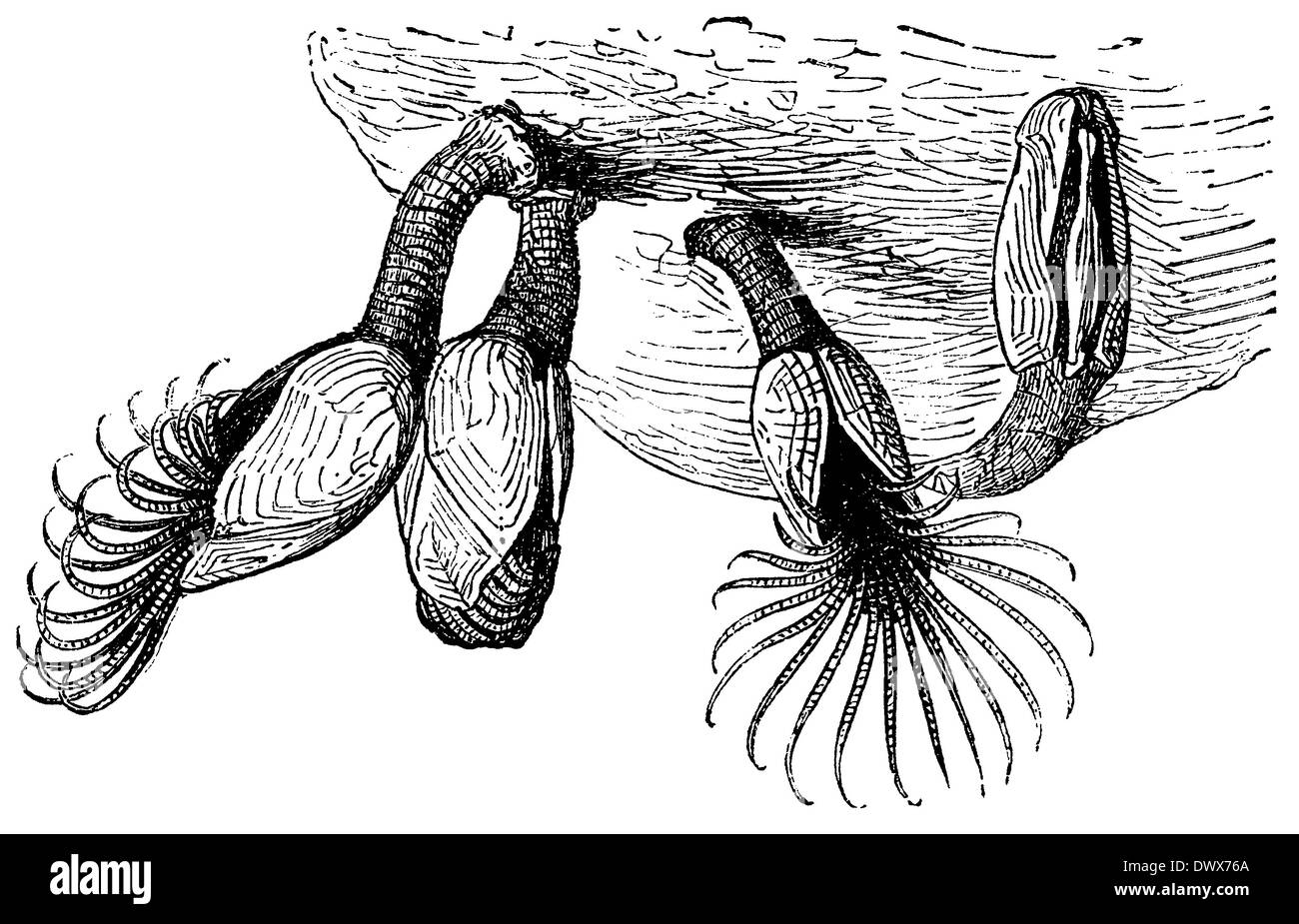 Goose barnacle illustration Cut Out Stock Images & Pictures - Alamy