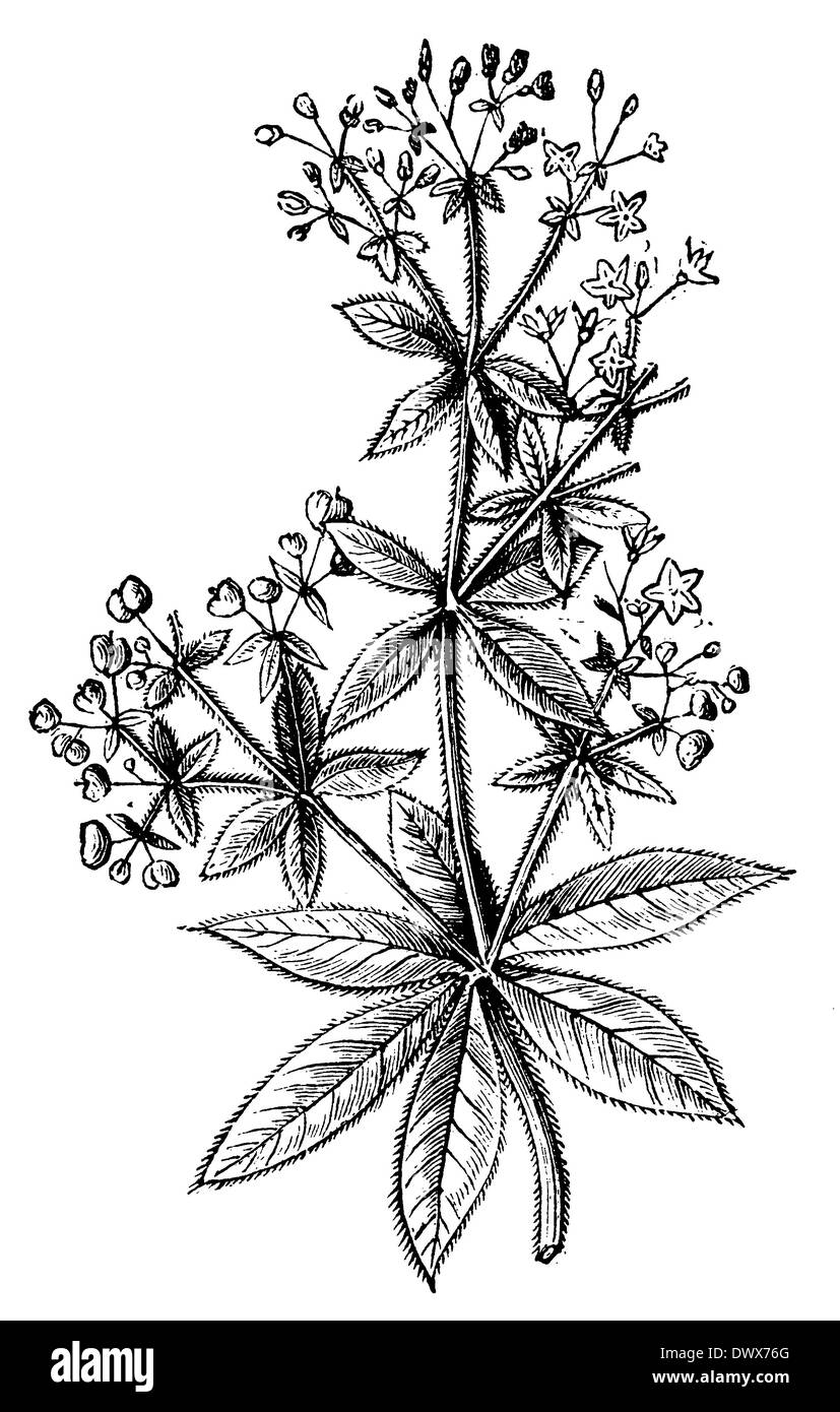 Madder plants hi-res stock photography and images - Alamy