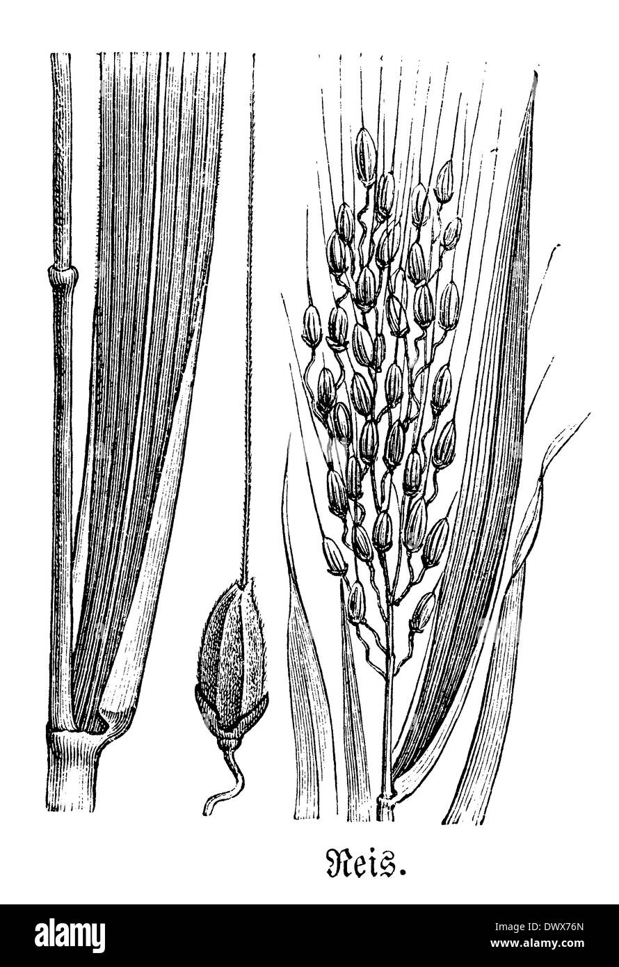 Rice Plant Black and White Stock Photos & Images - Alamy